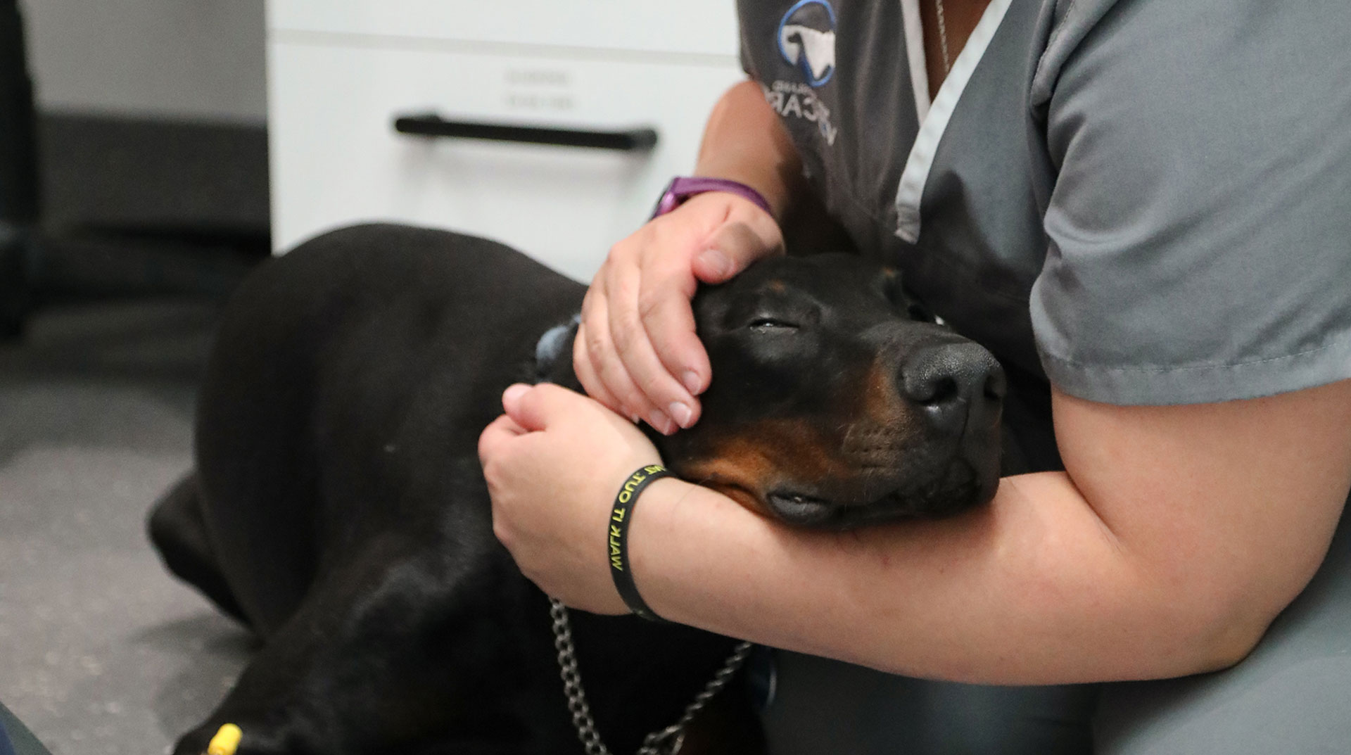 Pet Intensive Care - Gippsland Pet Emergency